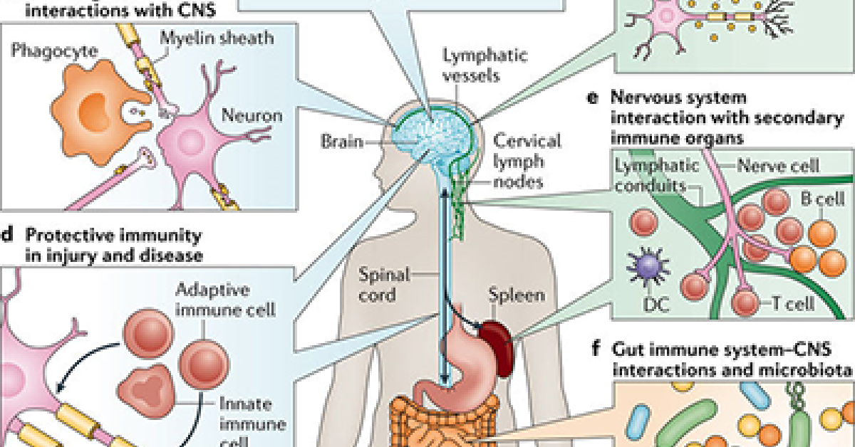 Six Key Advances in Neuroimmunology for 2017 | Duke Department of ...